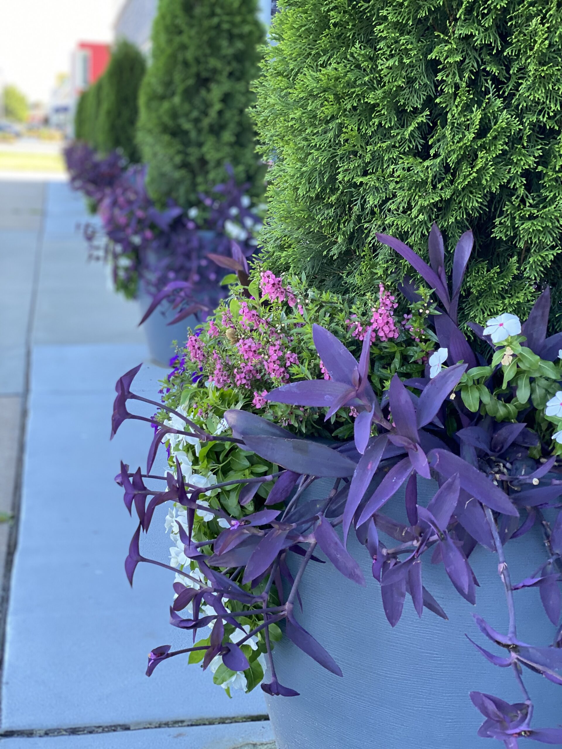 Portfolio - Container Gardens - Bella Terra Landscapes
