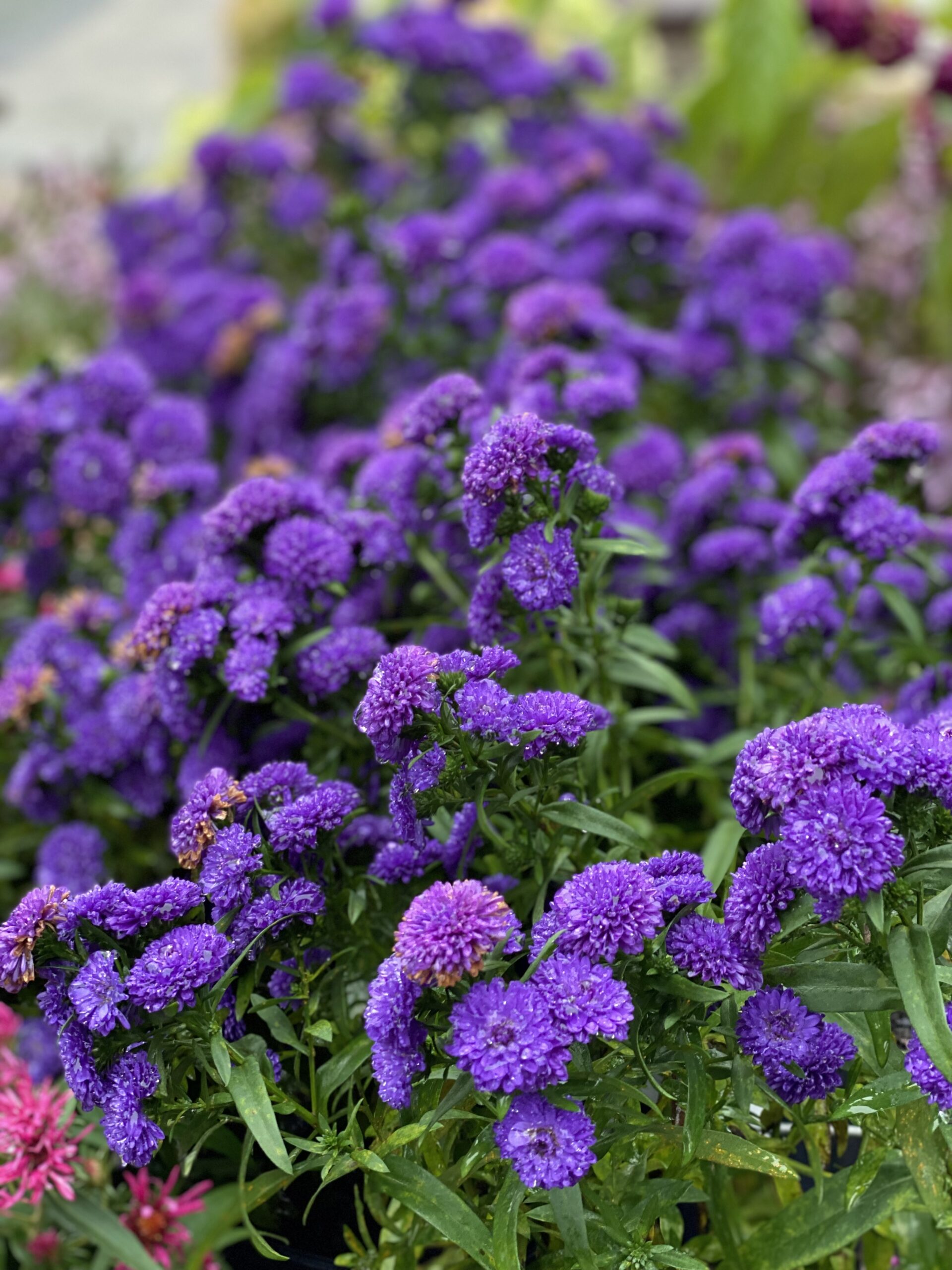 Perennials - Bella Terra Landscapes