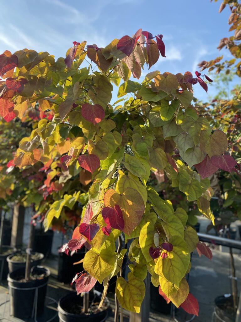 Trees - Bella Terra Landscapes