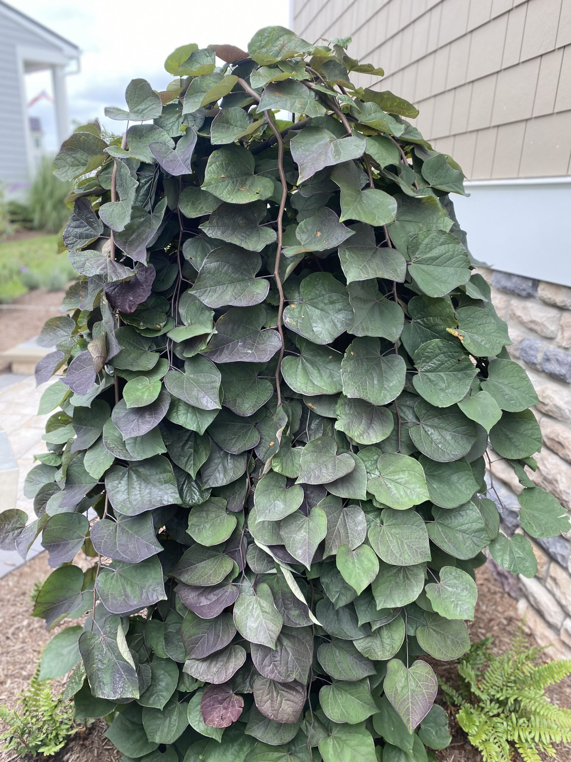 Trees - Bella Terra Landscapes